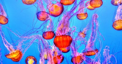 Plastic pollution at sea: the seventh continent - Encyclopedia of the ...