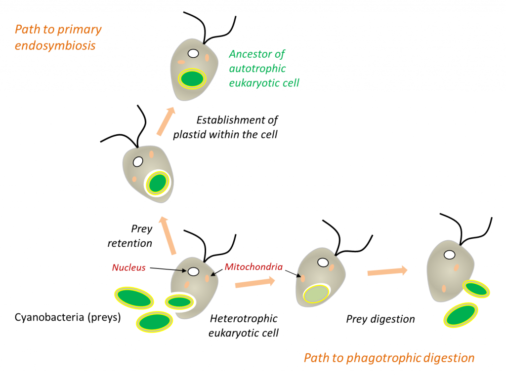 Symbiosis and evolution: at the origin of the eukaryotic cell ...