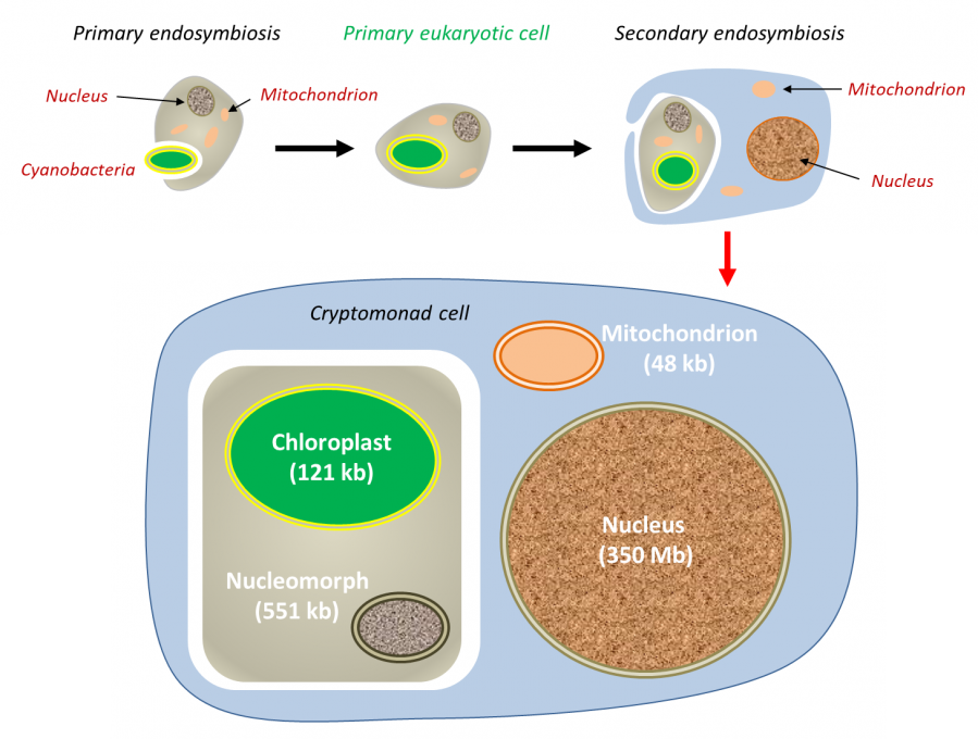 Symbiosis and evolution: at the origin of the eukaryotic cell ...