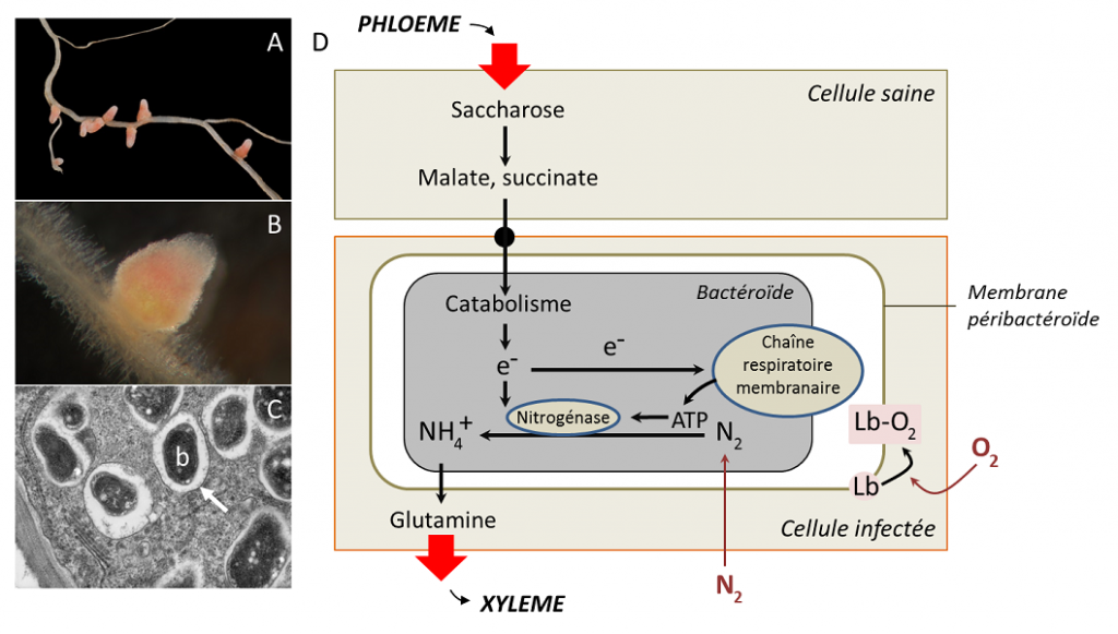 Symbiose et parasitisme - Encyclopédie de l'environnement