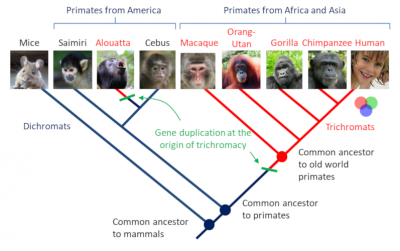 Evolution of colour vision in mammals and primates - Encyclopedia of ...