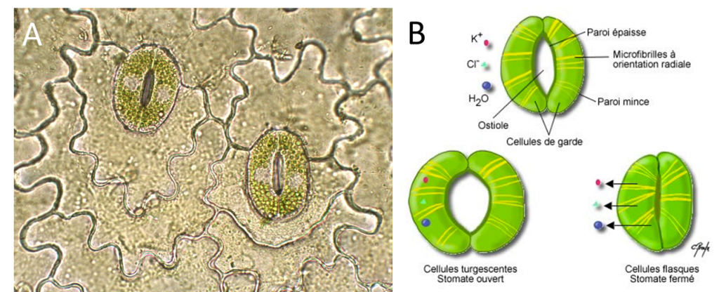 The fixed life of plants and its constraints - Encyclopedia of the ...