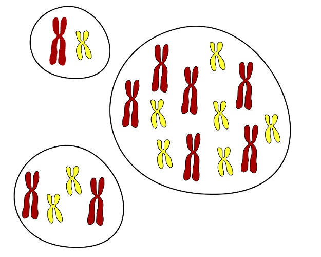 Polyploïdie - Encyclopédie de l'environnement