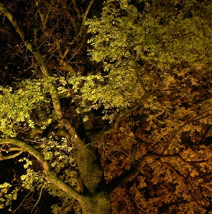 Impact of light pollution on plants - Encyclopedia of the Environment