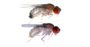 Polymorphisme génétique et sélection - Encyclopédie de l'environnement