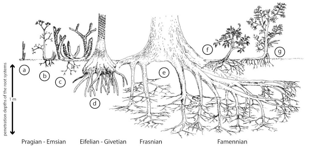 The first terrestrial ecosystems - Encyclopedia of the Environment