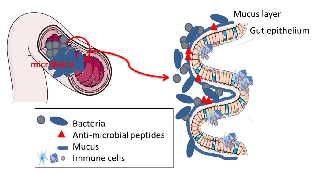 Human microbiotas: allies for our health - Encyclopedia of the Environment