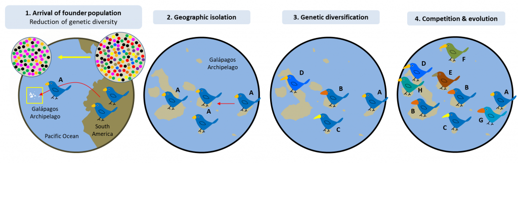 The ups and downs of evolution: the role of small numbers ...