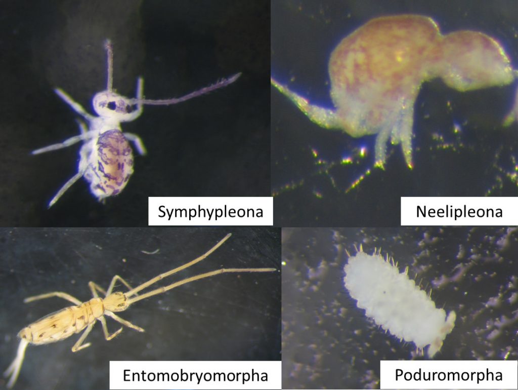 Collembola: actors of soil life - Encyclopedia of the Environment