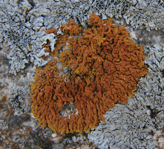 Lichens, surprising pioneering organisms - Encyclopedia of the Environment