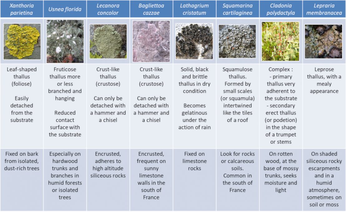 Lichens, surprising pioneering organisms - Encyclopedia of the Environment