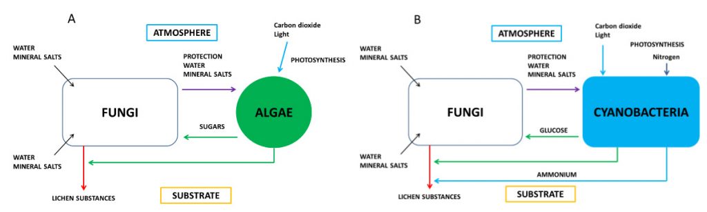 Lichens, surprising pioneering organisms - Encyclopedia of the Environment