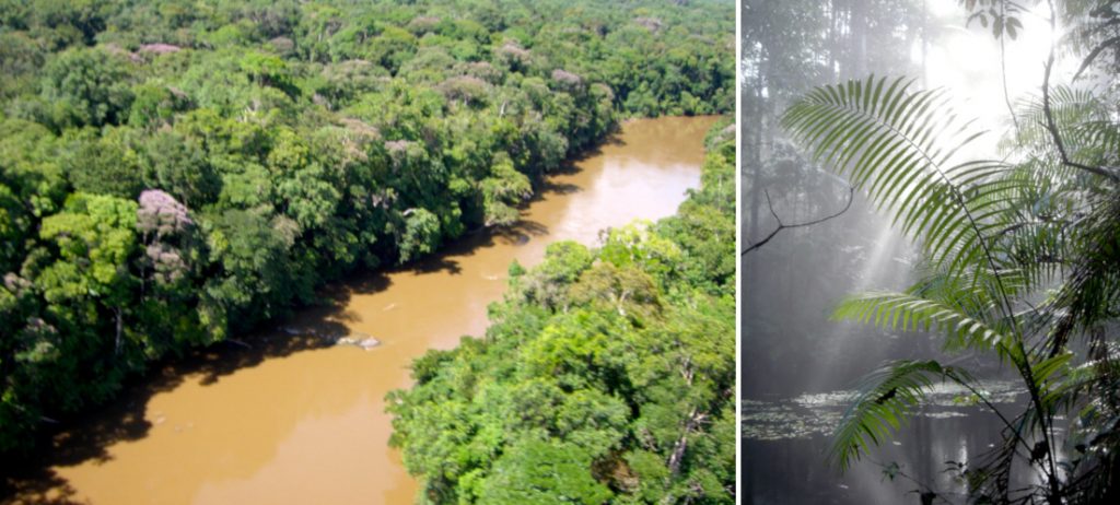 Amazonia: a huge ecosystem in constant evolution - Encyclopedia of the ...