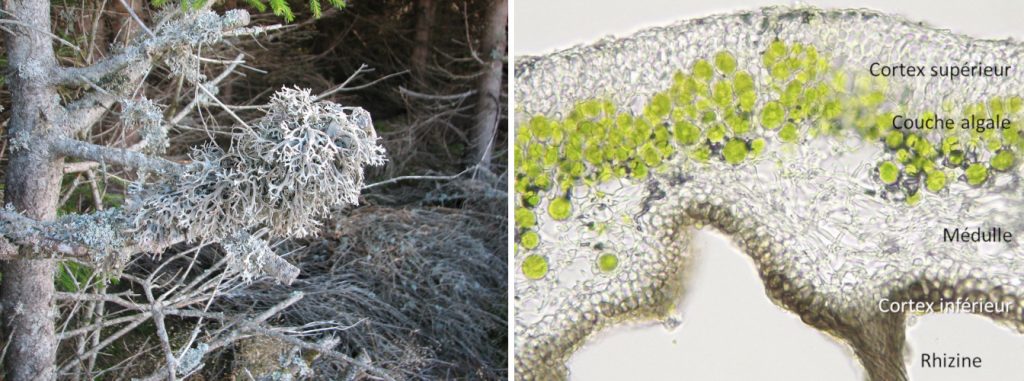 Lichens and environmental quality - Encyclopedia of the Environment