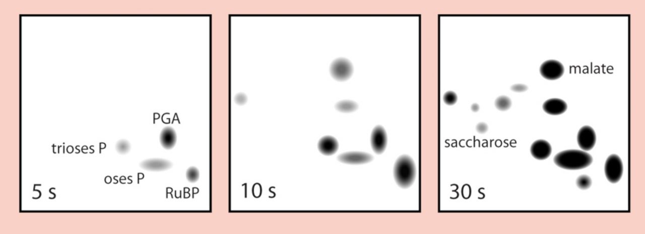 Deciphering the Benson-Bassham-Calvin Cycle - Encyclopedia of the ...