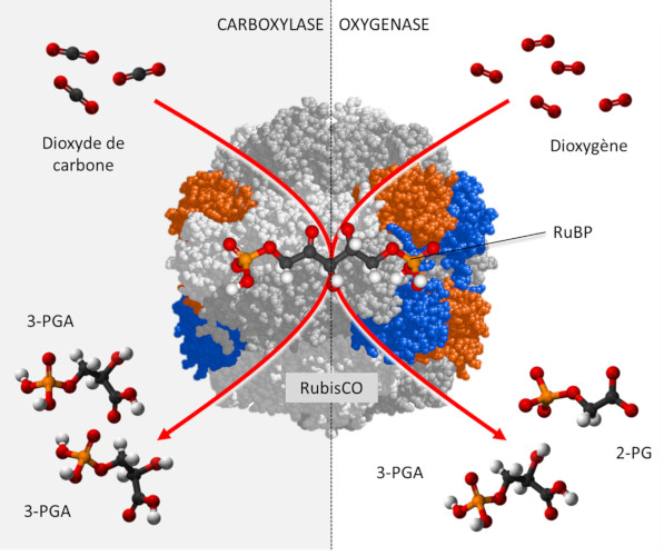 La RubisCO - Encyclopédie de l'environnement
