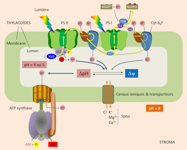 La Respiration Cellulaire Et La Demande Des Cellules En Atp Diagramme