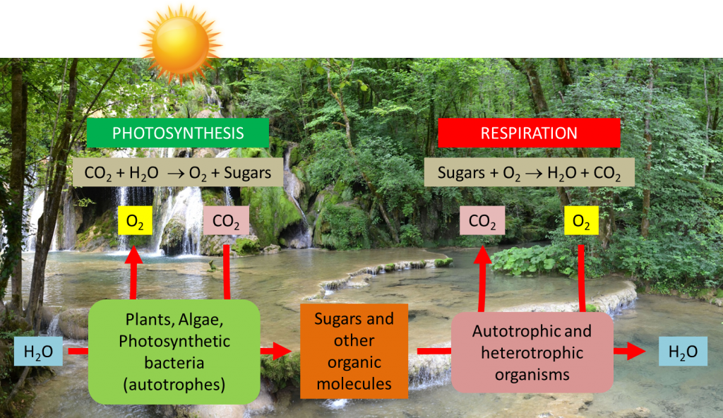 Shedding light on photosynthesis - Encyclopedia of the Environment