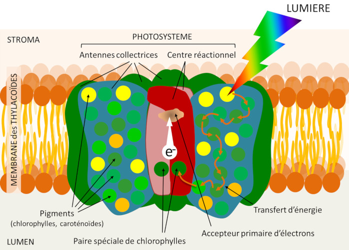 Lumière sur la photosynthèse - Encyclopédie de l'environnement