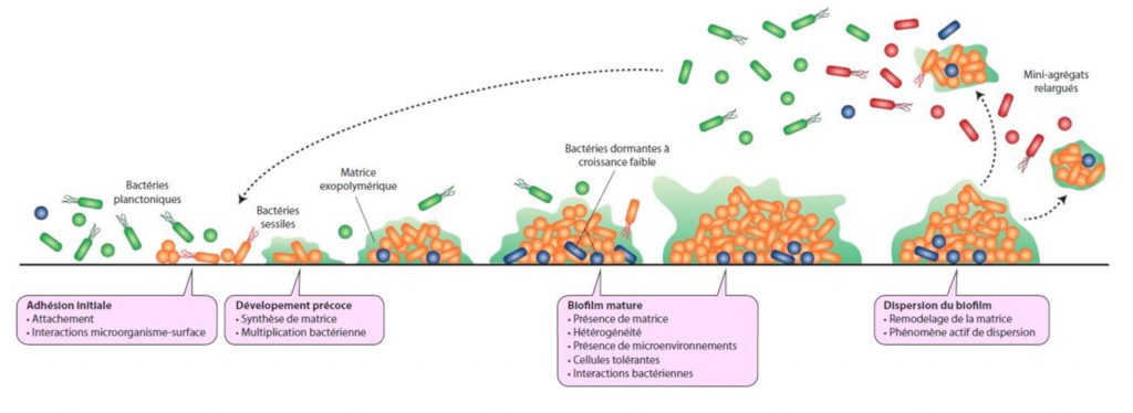 biofilm formation