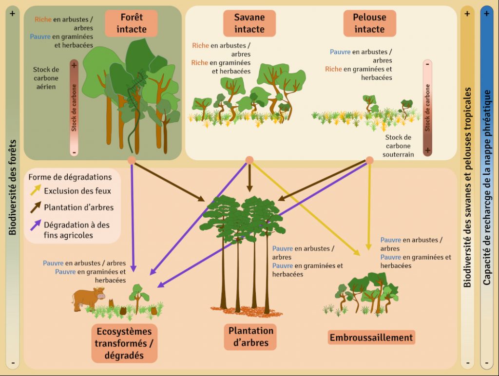 Restaurer les savanes et les écosystèmes herbacés tropicaux ...