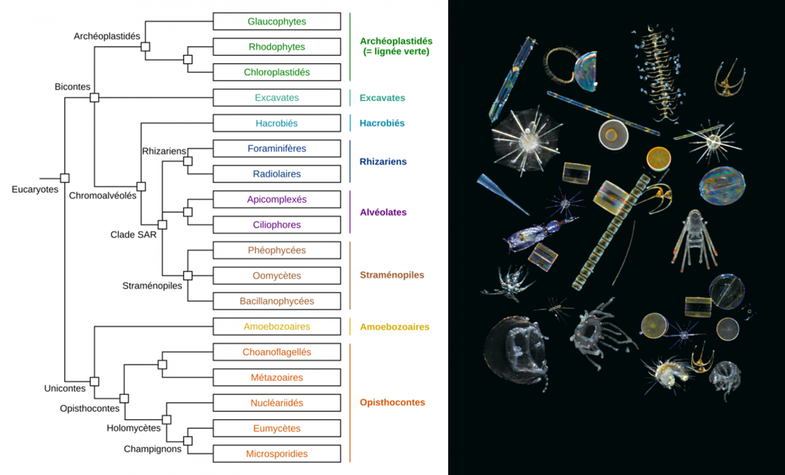 The Tara Oceans expedition explores the diversity of plankton ...