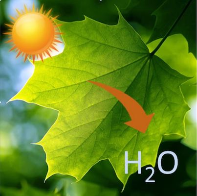 Leaf transpiration and heat protection - Encyclopedia of the Environment
