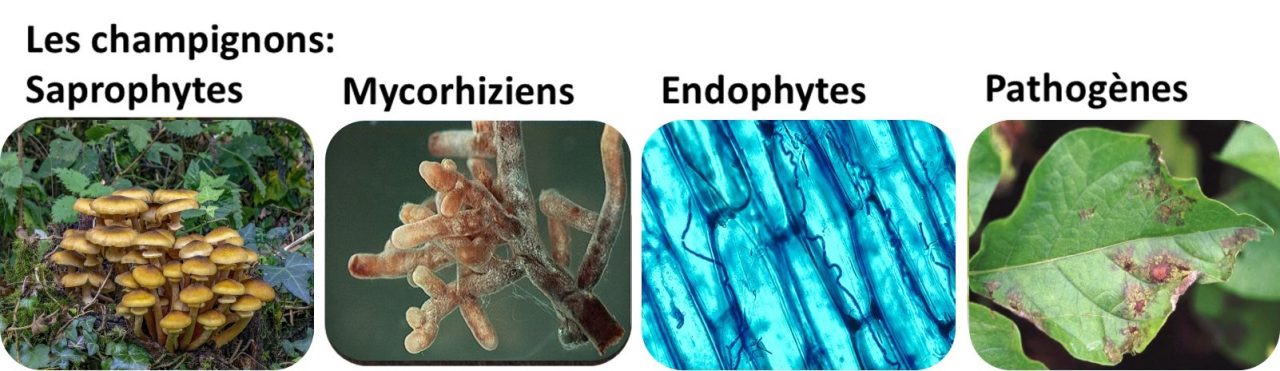 Soil biodiversity - Encyclopedia of the Environment