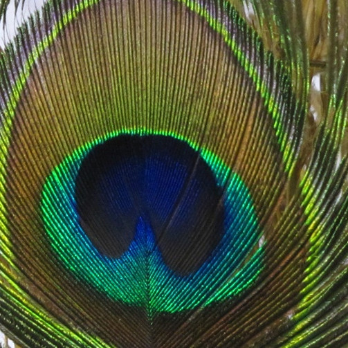 Les plumes - Encyclopédie de l'environnement