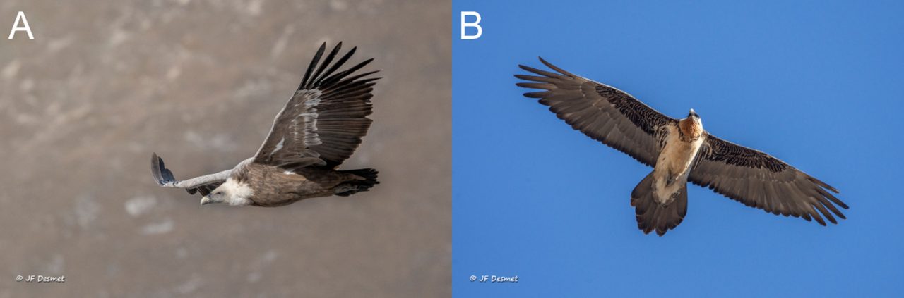 The flight of birds - Encyclopedia of the Environment