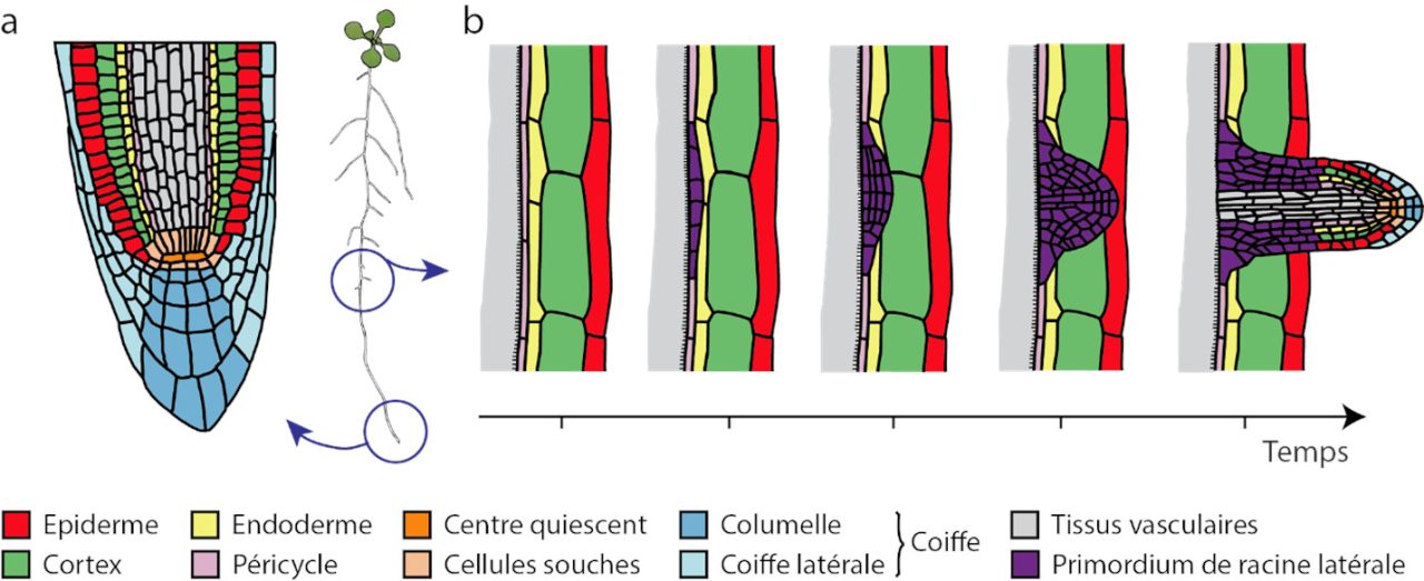 The root system of plants: from the shadows to the light - Encyclopedia ...