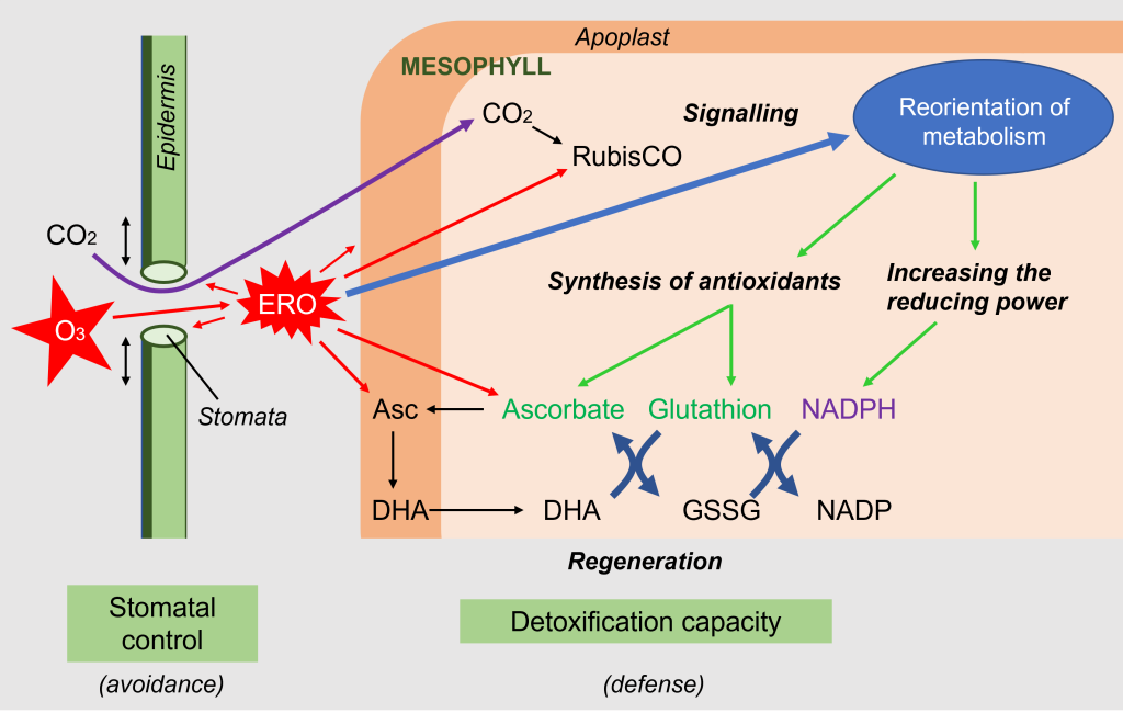 Environmental constraints and oxidative stress in plants - Encyclopedia ...
