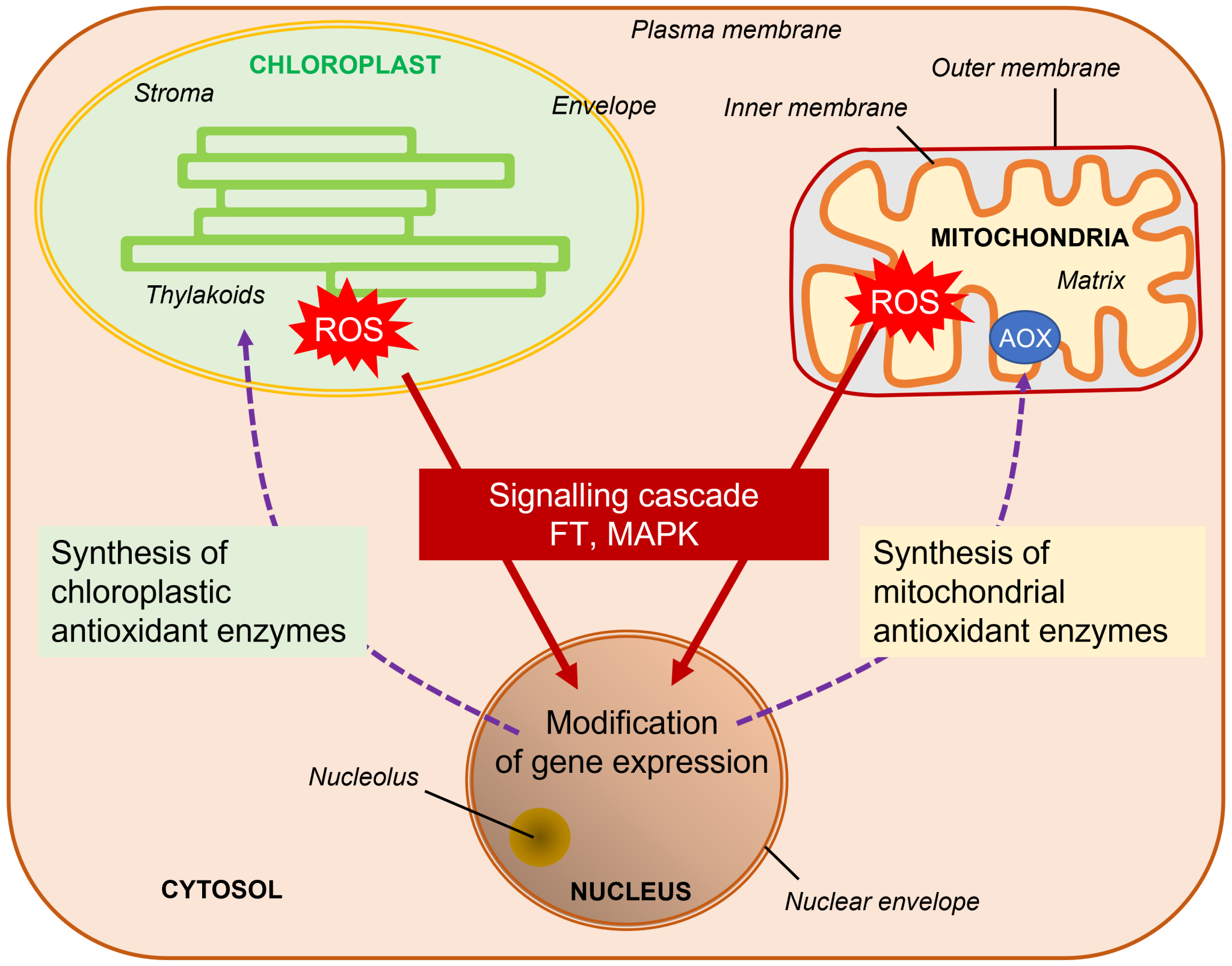 Environmental constraints and oxidative stress in plants - Encyclopedia ...