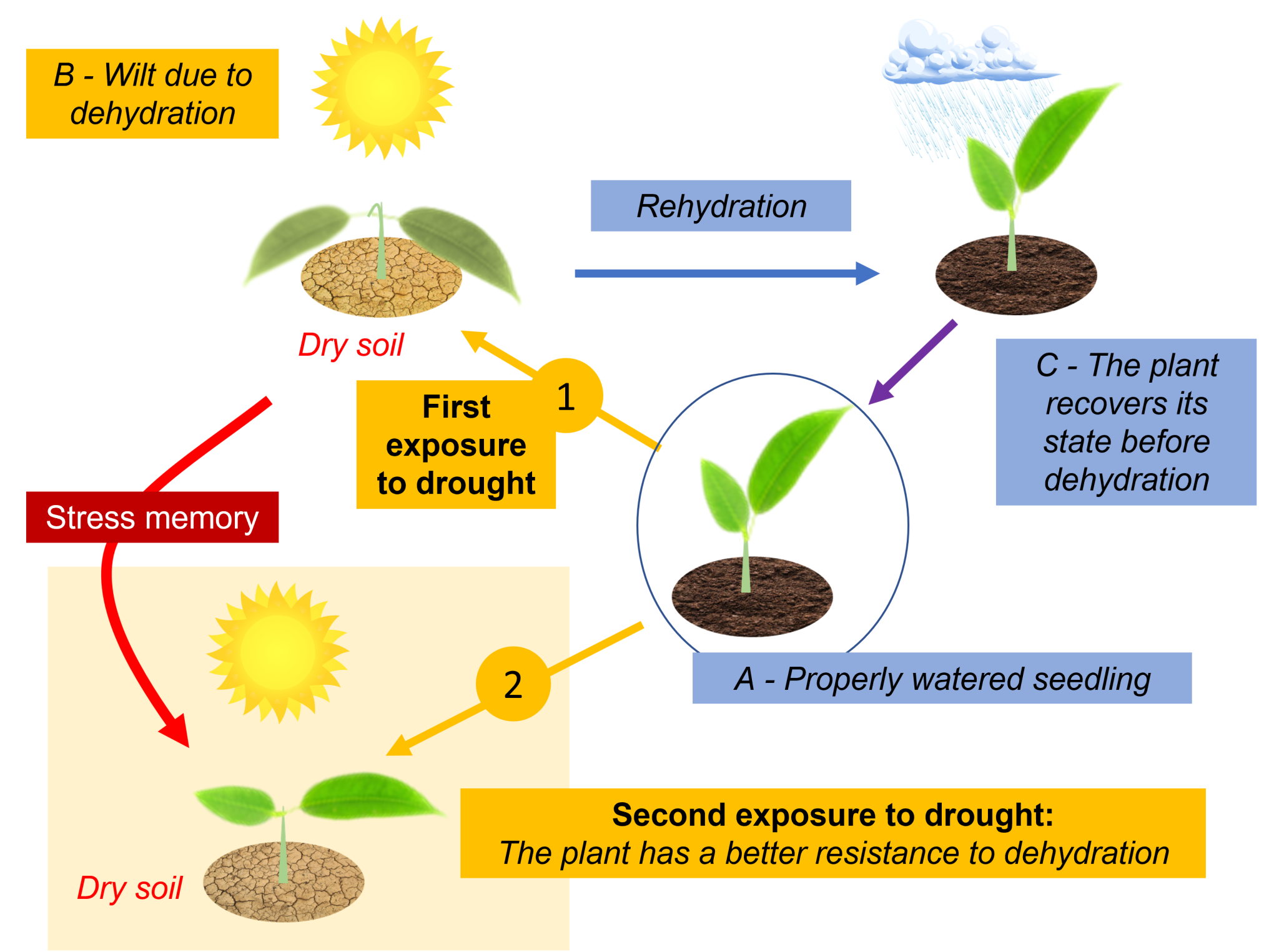 Environmental constraints and oxidative stress in plants - Encyclopedia ...