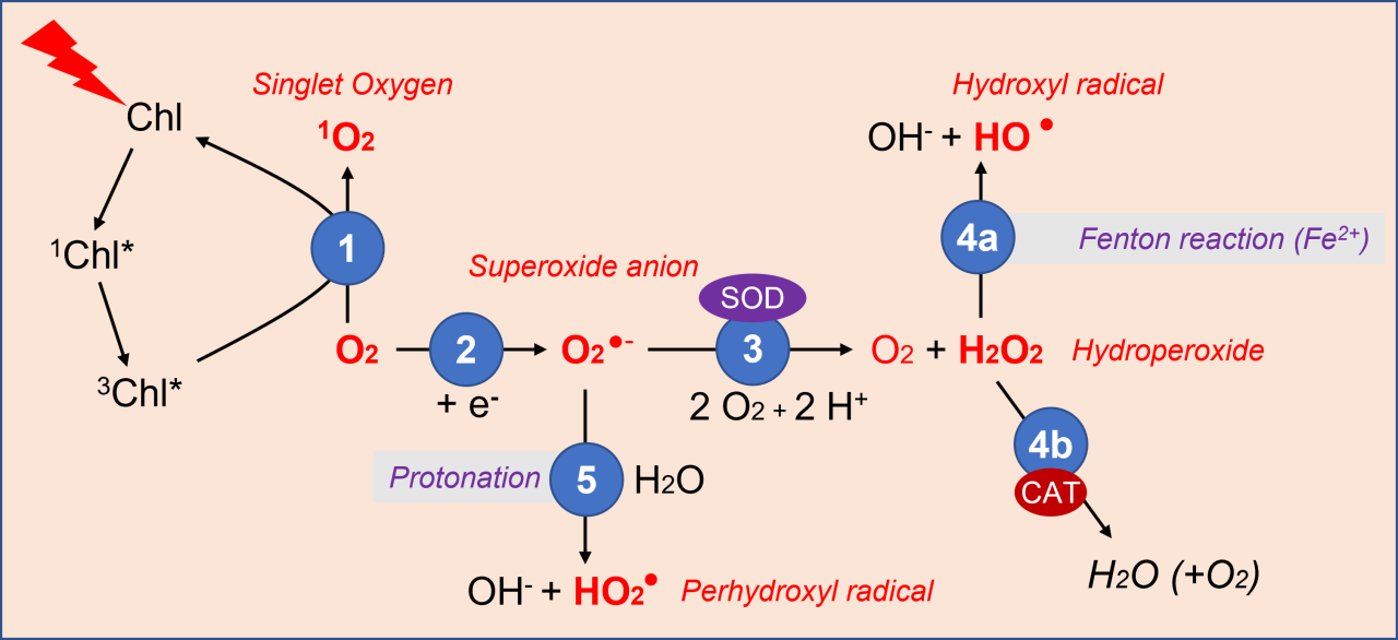 Environmental constraints and oxidative stress in plants - Encyclopedia of the Environment