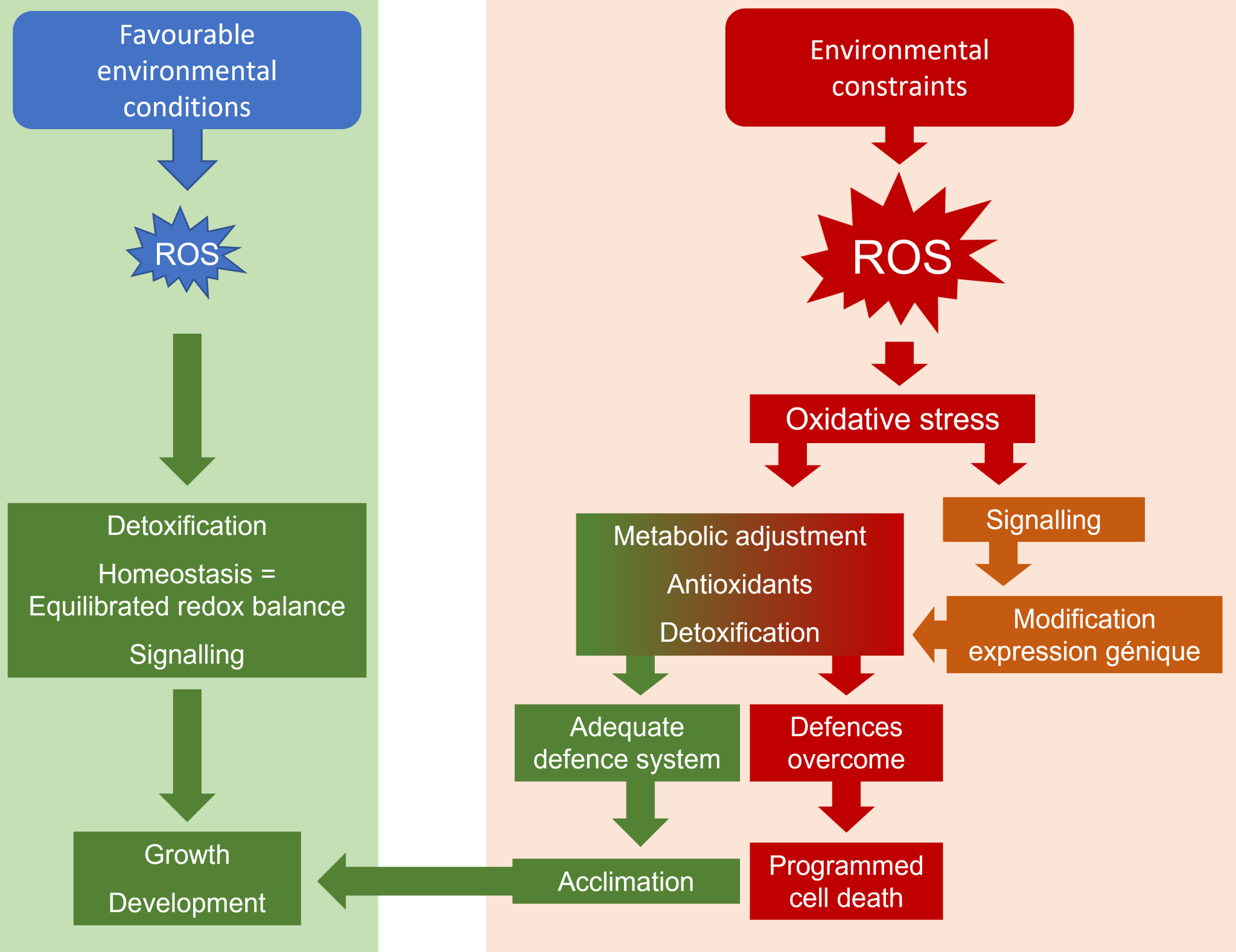 Environmental constraints and oxidative stress in plants - Encyclopedia of the Environment