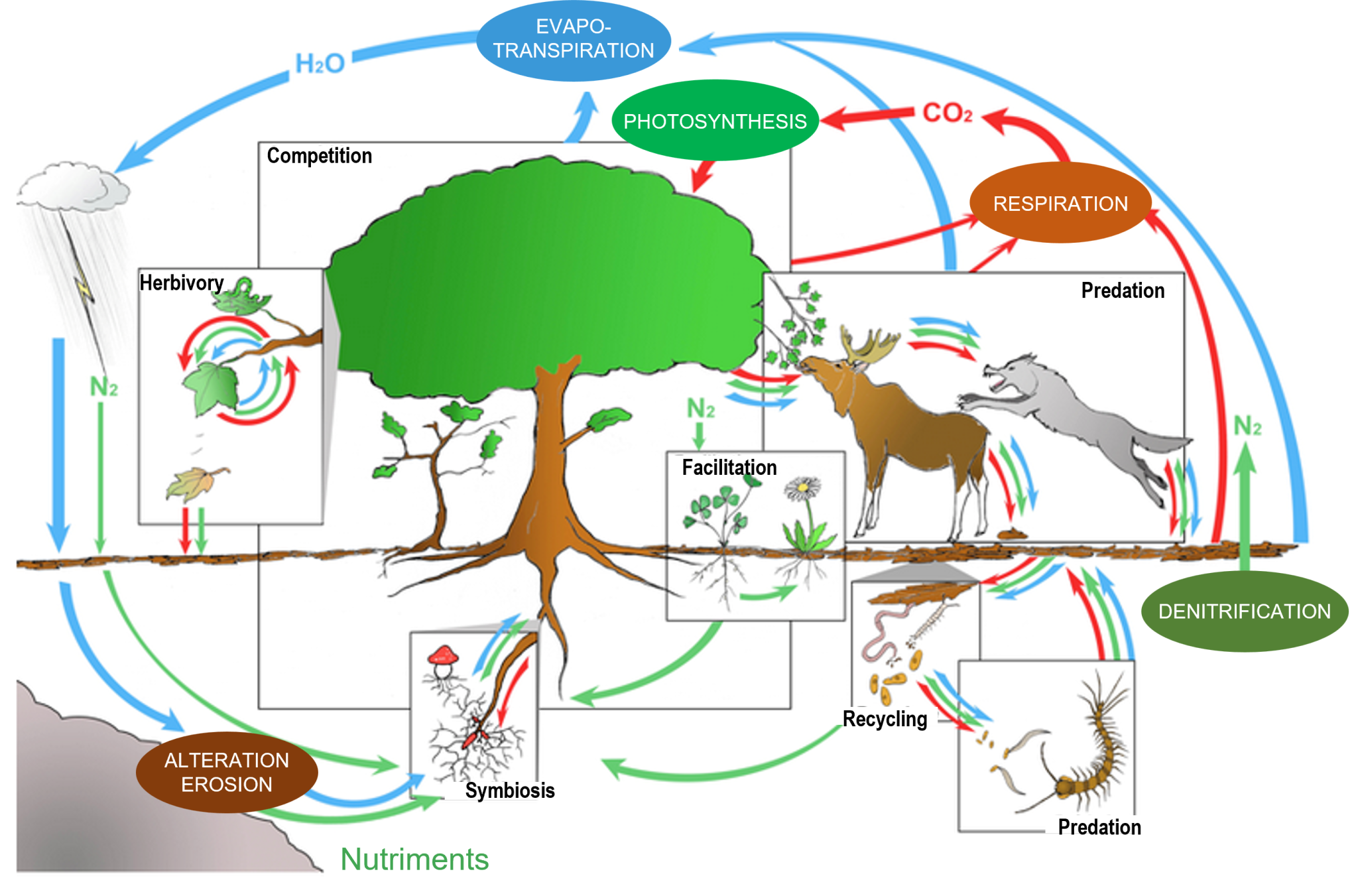 Impacts of agriculture on biodiversity and ecosystem functioning ...
