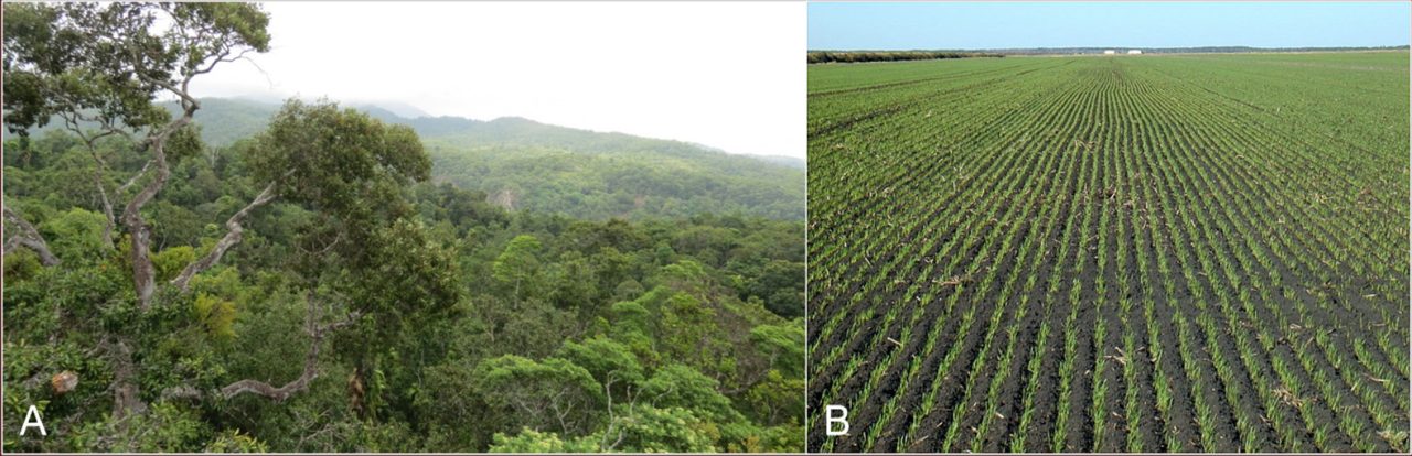 Distribution of biomass on the planet - Encyclopedia of the Environment