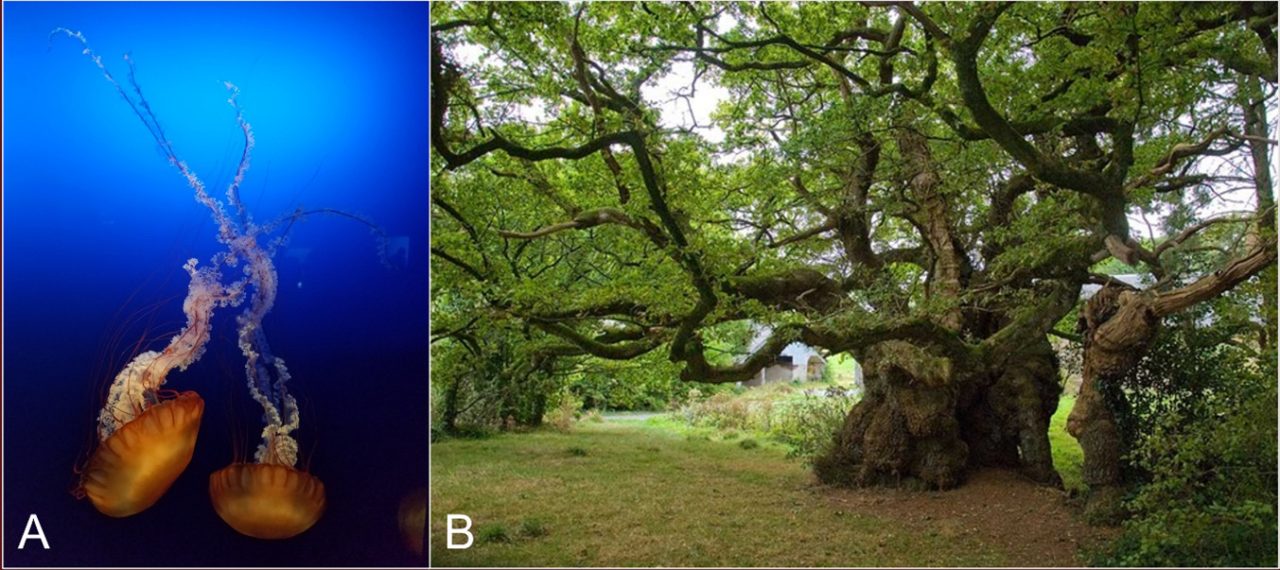 Distribution of biomass on the planet - Encyclopedia of the Environment