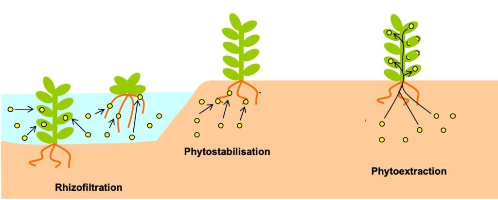 Restoration of polluted soils by plants (phytoremediation ...