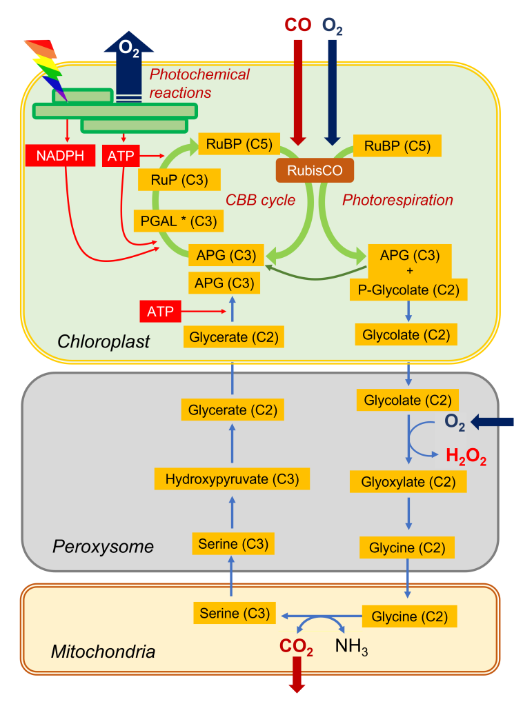Plant resistance to stress: role of respiration?