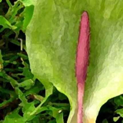 Thermogenesis and pollination in Araceae