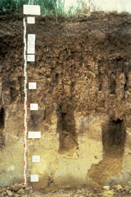 La formation des sols sous climats tempérés - Encyclopédie de l'environnement
