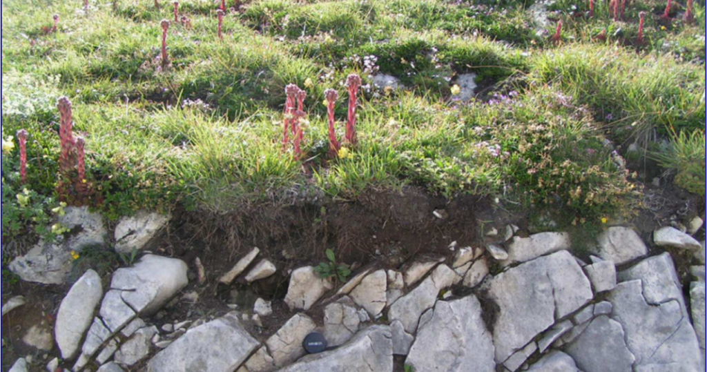 Six factors of pedogenesis - Encyclopedia of the Environment