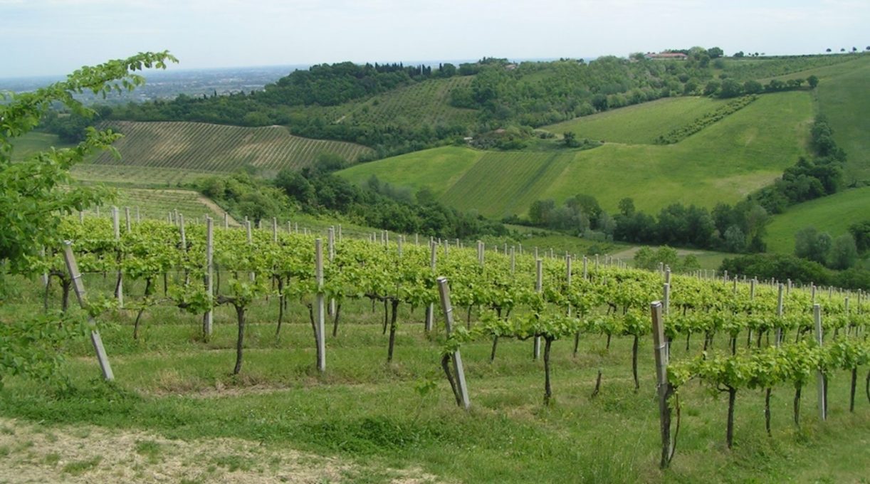 Six factors of pedogenesis - Encyclopedia of the Environment