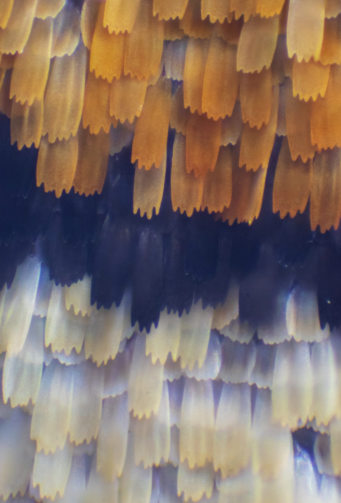 What makes butterflies so colourful? - Encyclopedia of the Environment