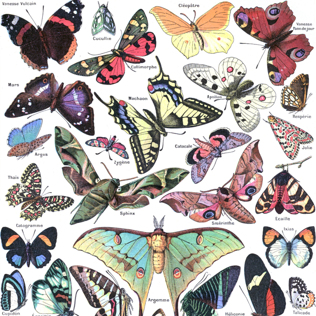 The origin of pigment colours - Encyclopedia of the Environment
