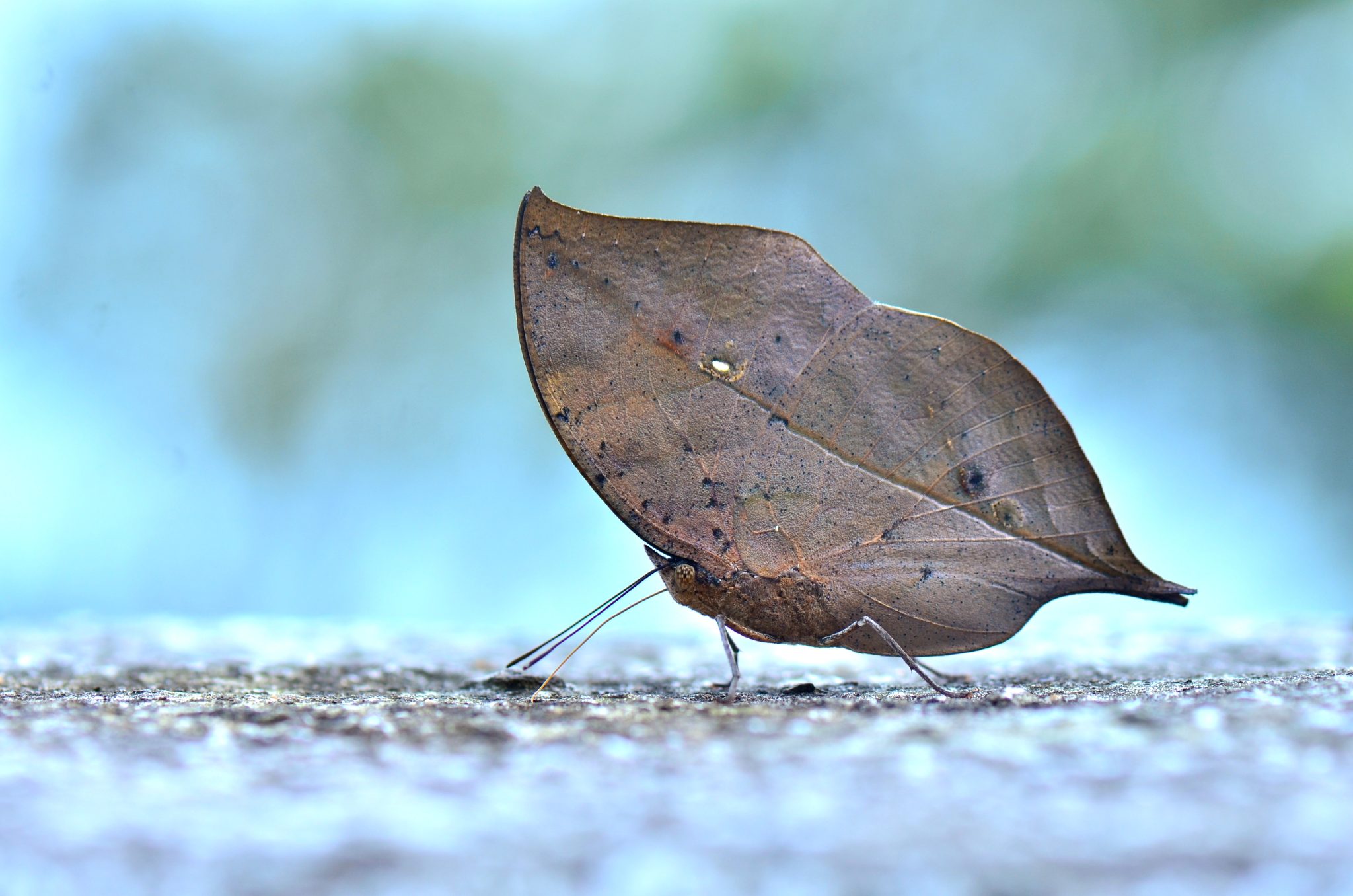 What makes butterflies so colourful? - Encyclopedia of the Environment