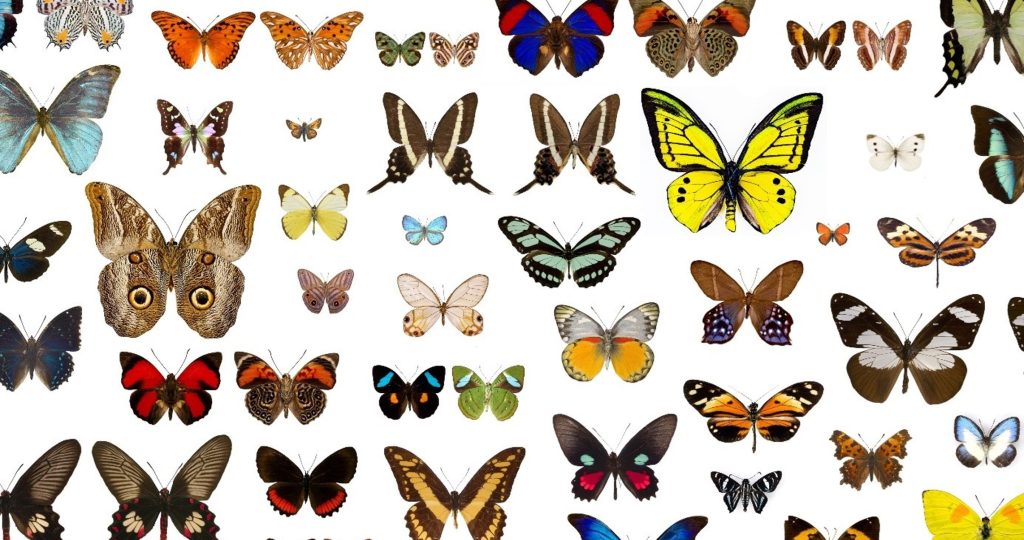 What makes butterflies so colourful? - Encyclopedia of the Environment