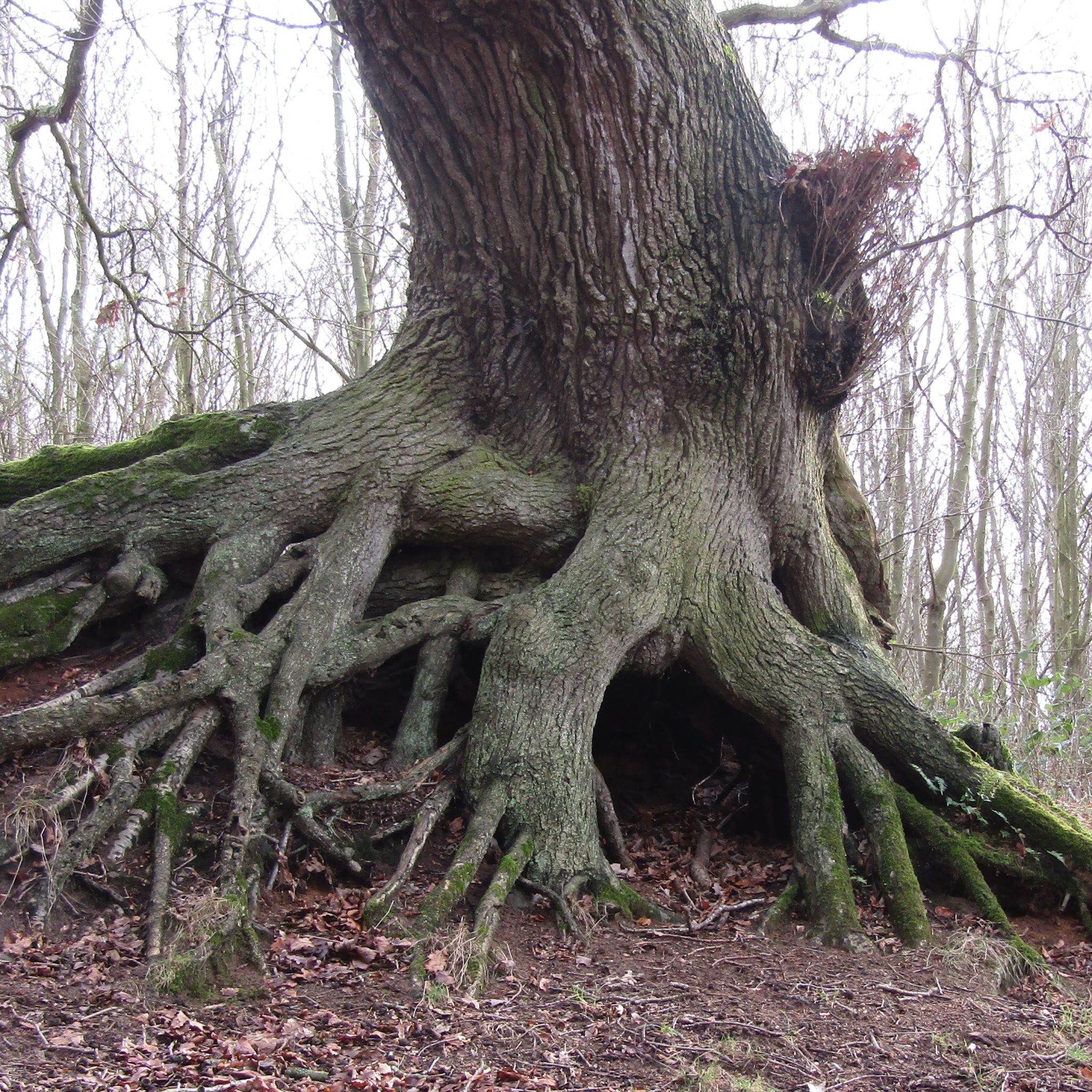 The importance of deep soil horizons - Encyclopedia of the Environment